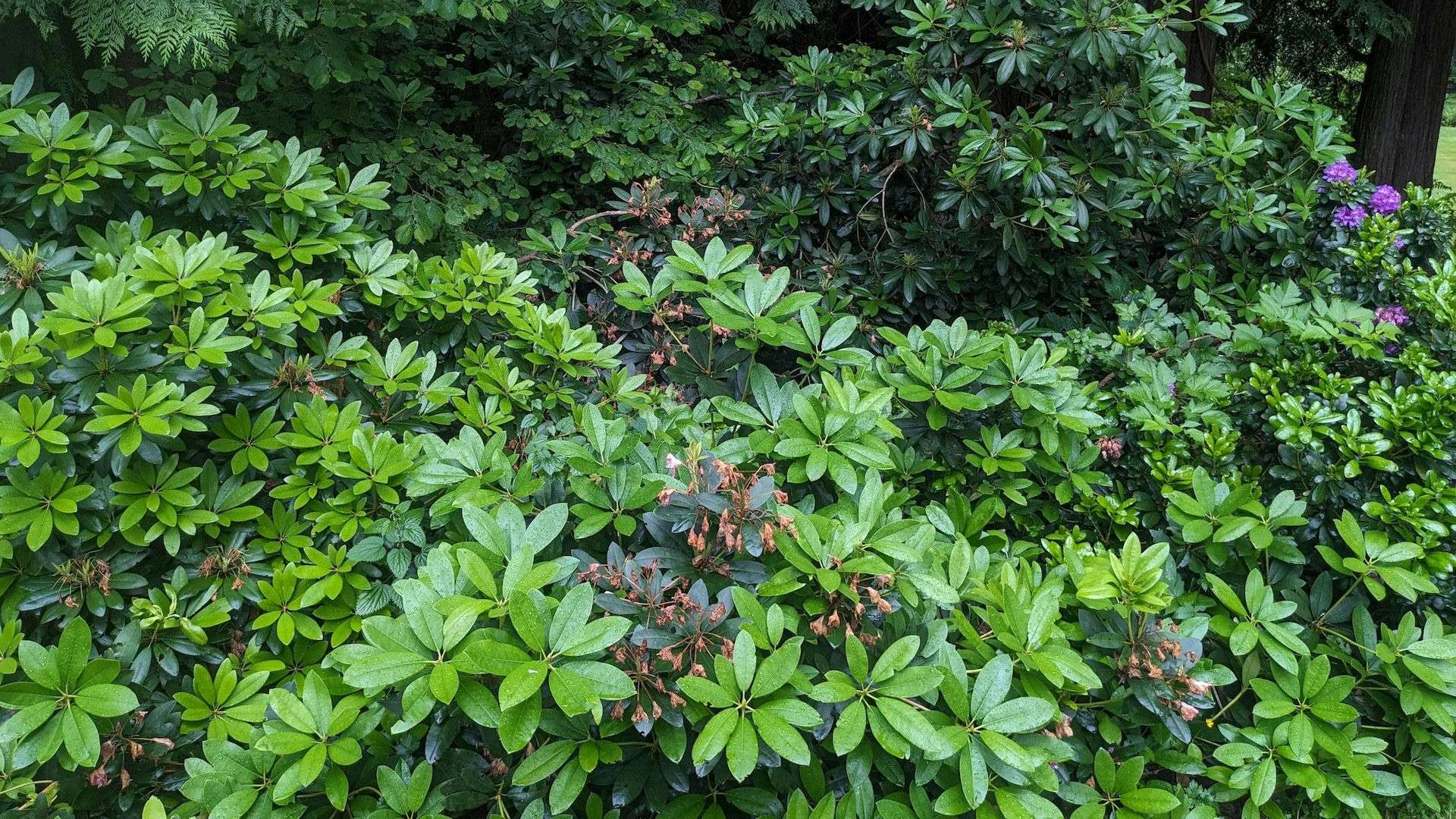 Gardener shares before-and-after photos of area once overrun by ...