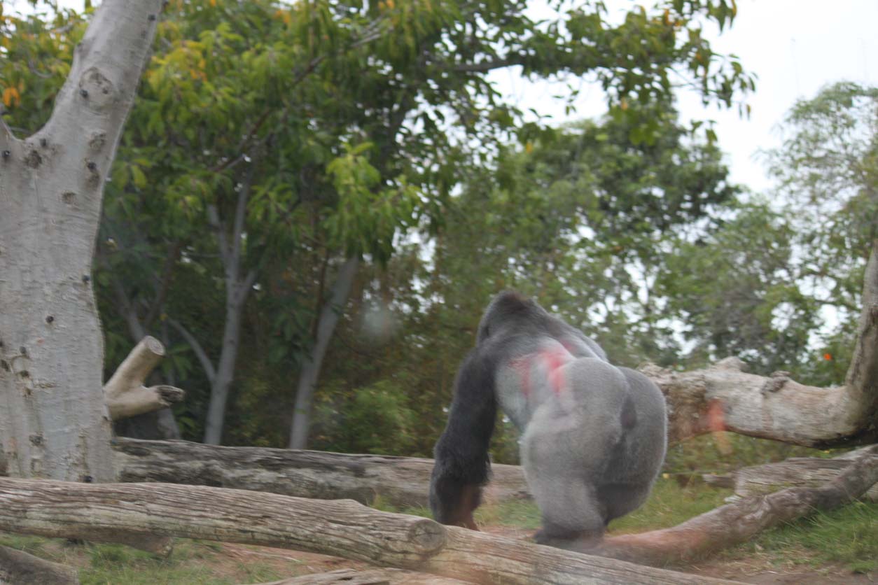 Trail cameras capture first-of-its-kind footage of 'world's rarest' ape ...