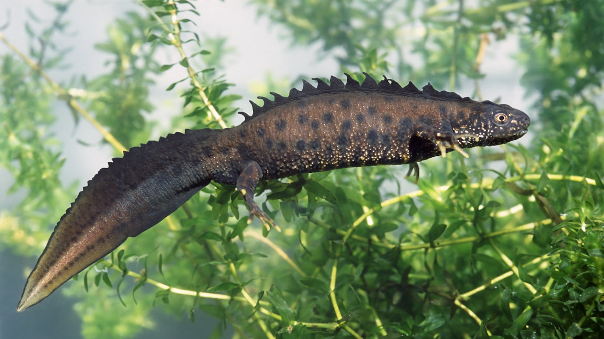 Scientists implement clever restoration method to lure endangered newt ...