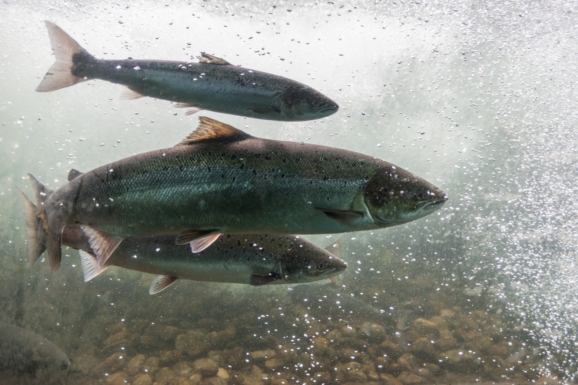 Officials rejoice as salmon spawn for first time in 100 years following ...