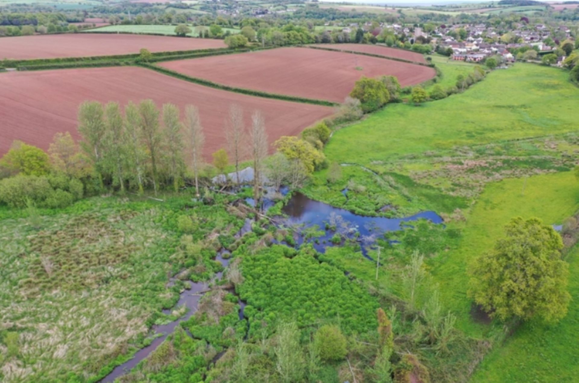 Experts stunned by discovery in wetlands 10 years after reintroduction ...