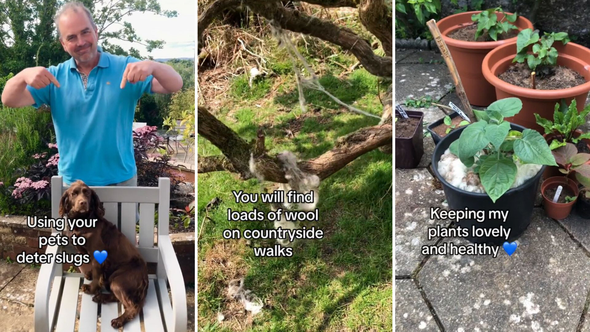 Gardener shares how your furry friends can help keep pesky slugs out of ...