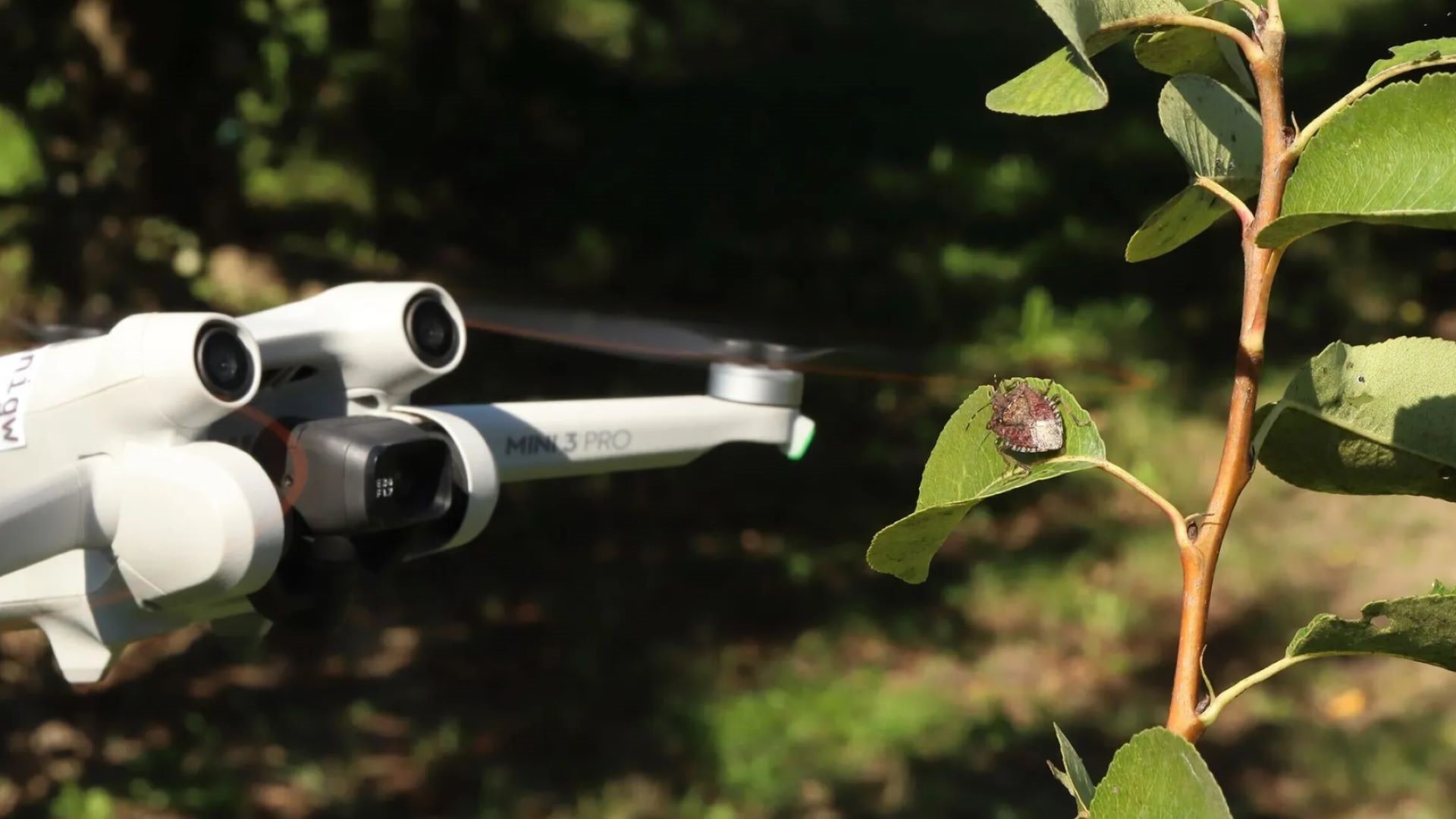 Researchers develop game-changing method to detect pest infestations ...
