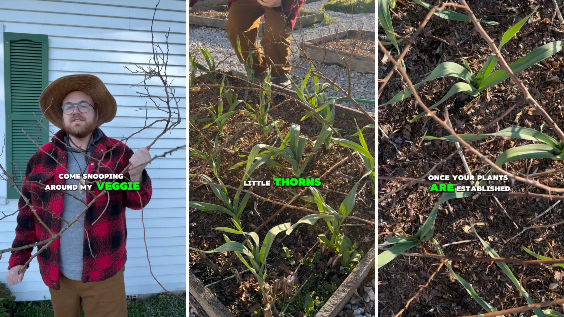 Gardener shares genius natural hack to easily deter critters from your ...