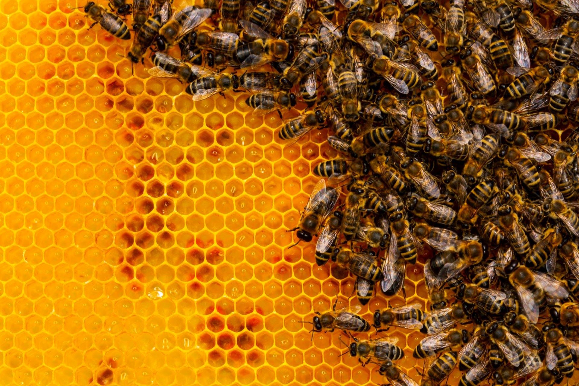 Beekeepers develop surprisingly simple solution to fight major invasive ...