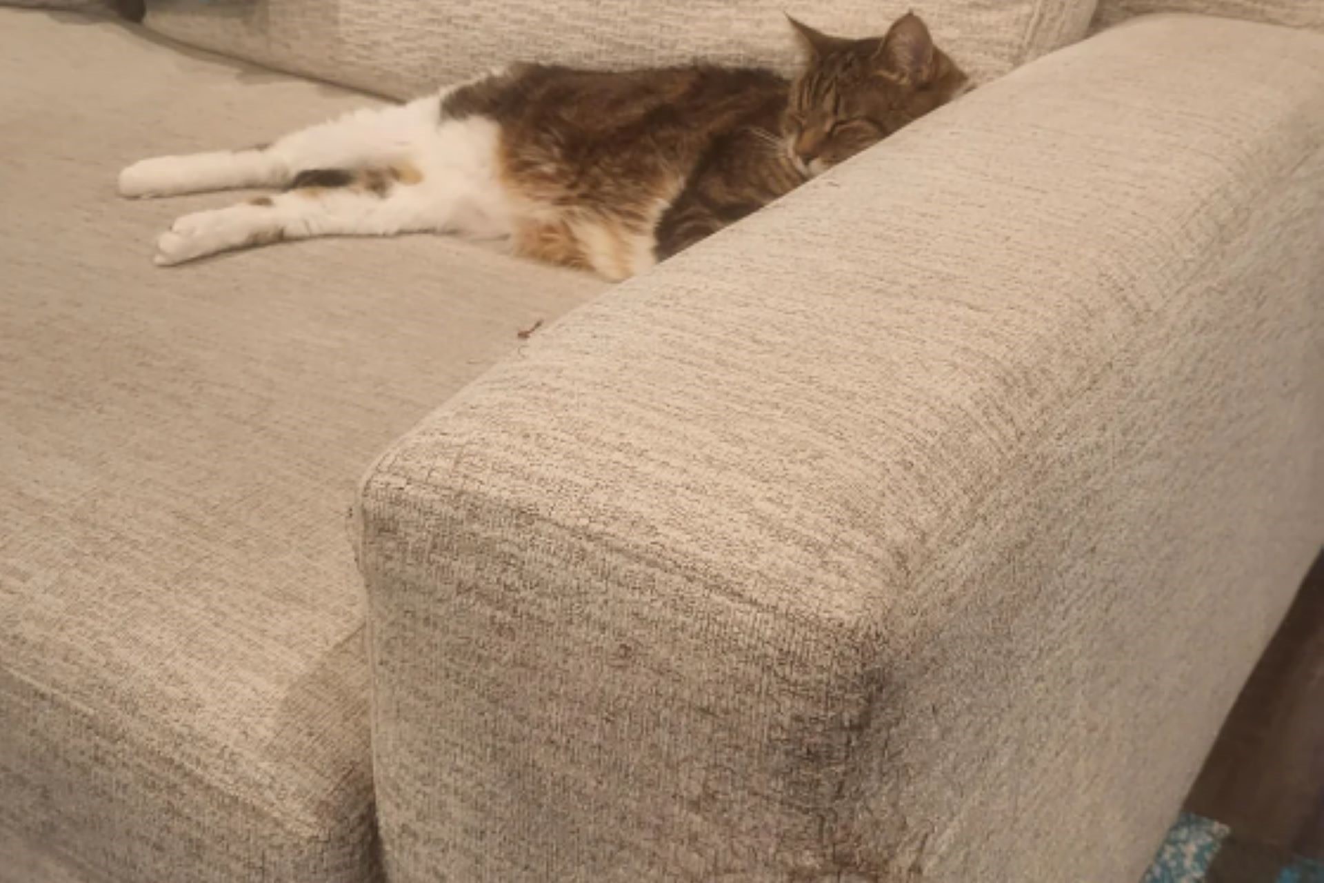 Cat parent shares 'fantastic' before-and-after photos after fixing ...