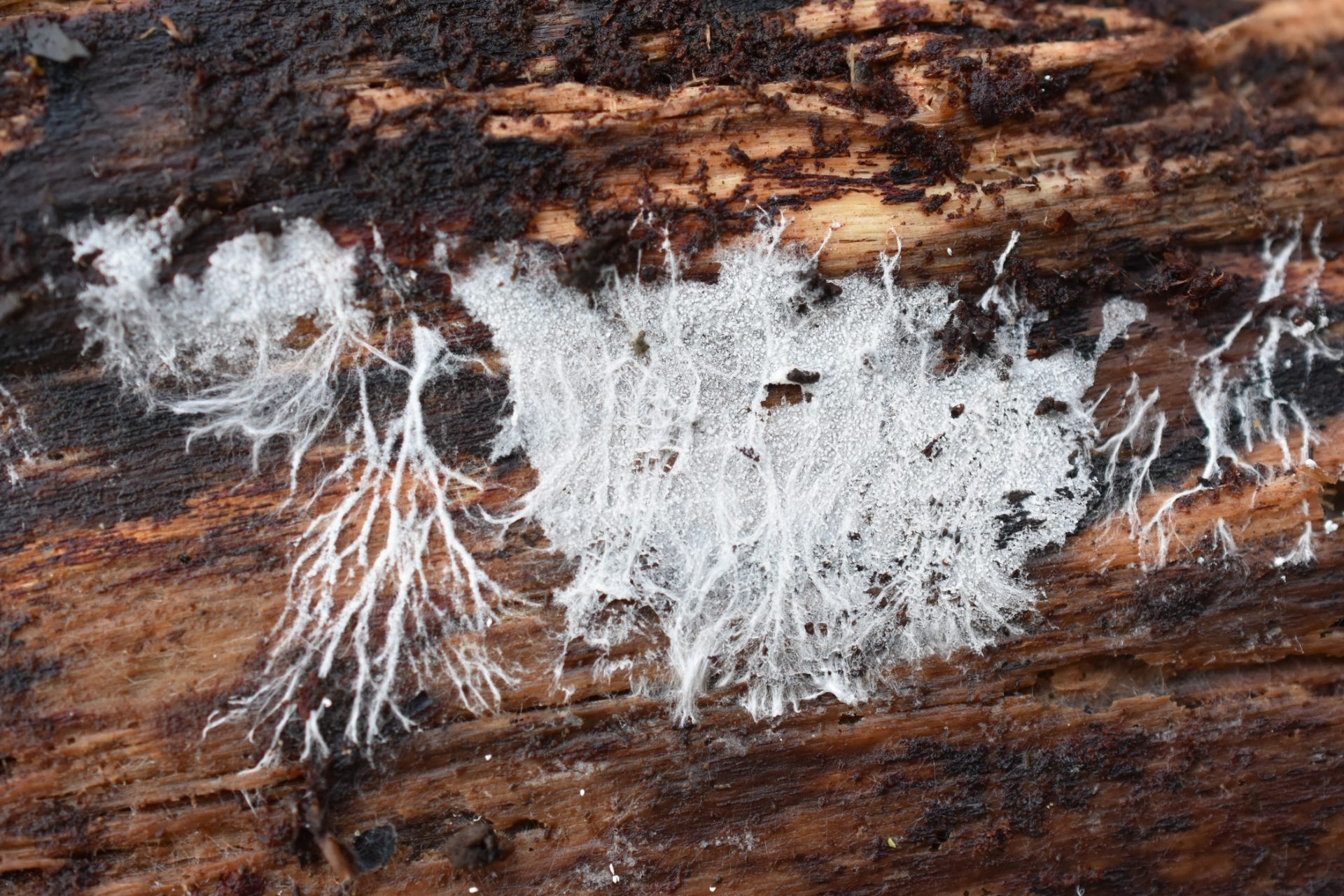 NASA reveals game-changing fungal material that could alter the future ...