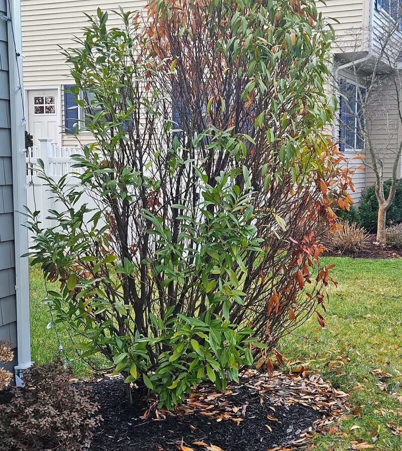 Frustrated homeowner seeks advice after noticing dying landscaping ...