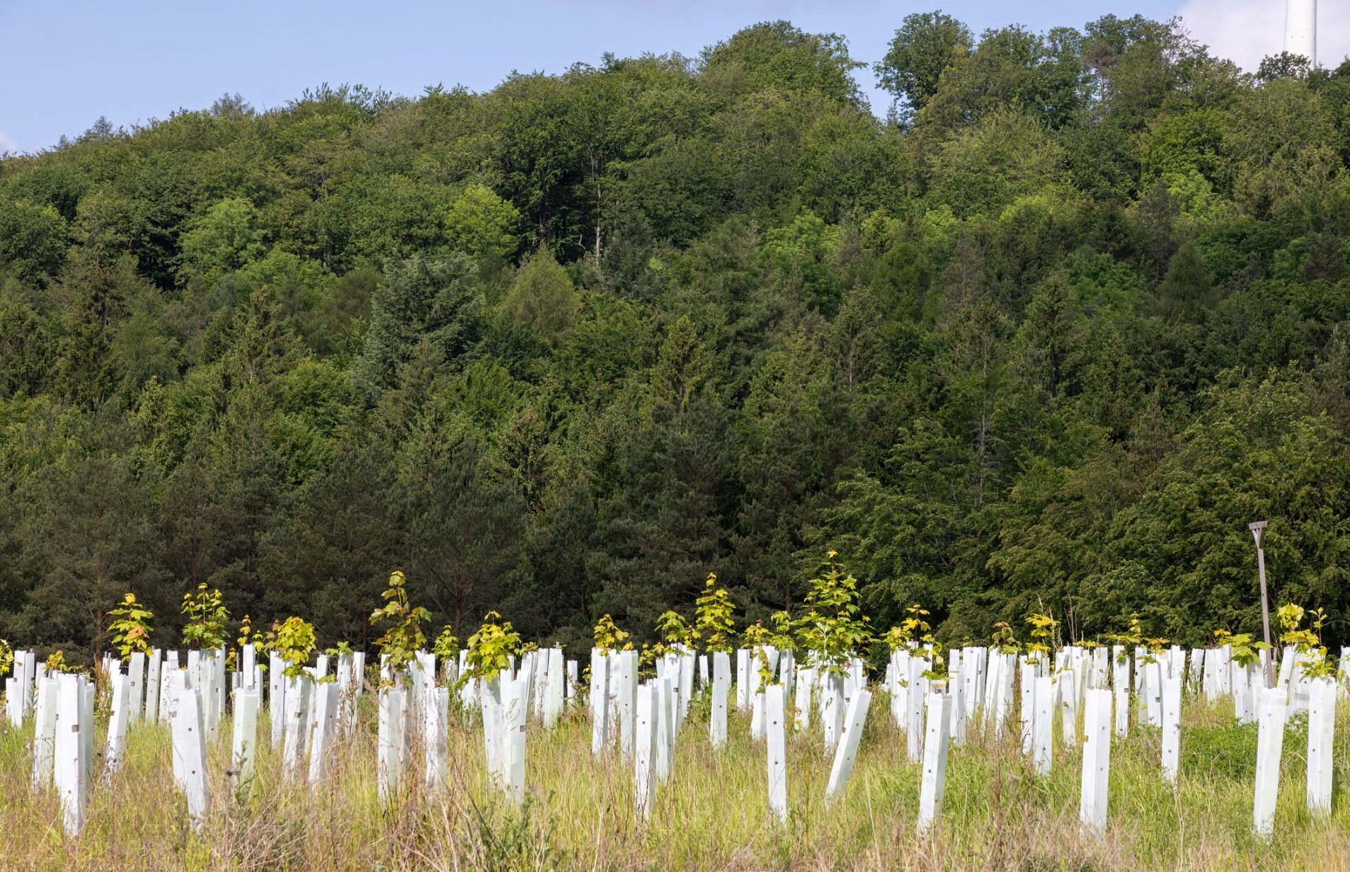Mastercard is planting millions of trees around the world — here's what ...