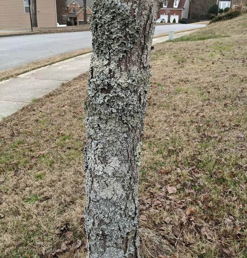 Homeowner disputes neighbor's outrageous claim that tree is dying ...