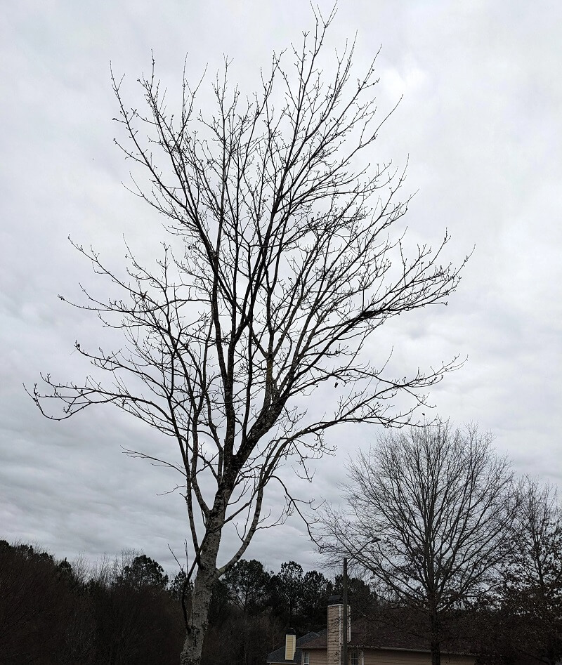 Homeowner disputes neighbor's outrageous claim that tree is dying ...
