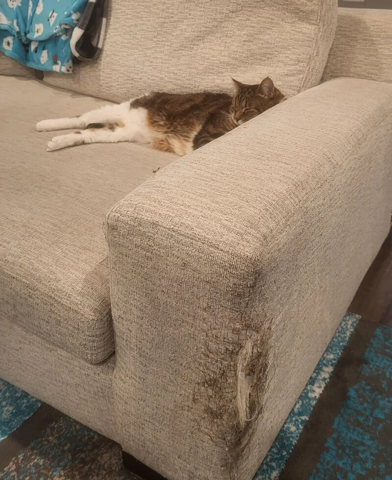 Cat parent shares 'fantastic' before-and-after photos after fixing ...