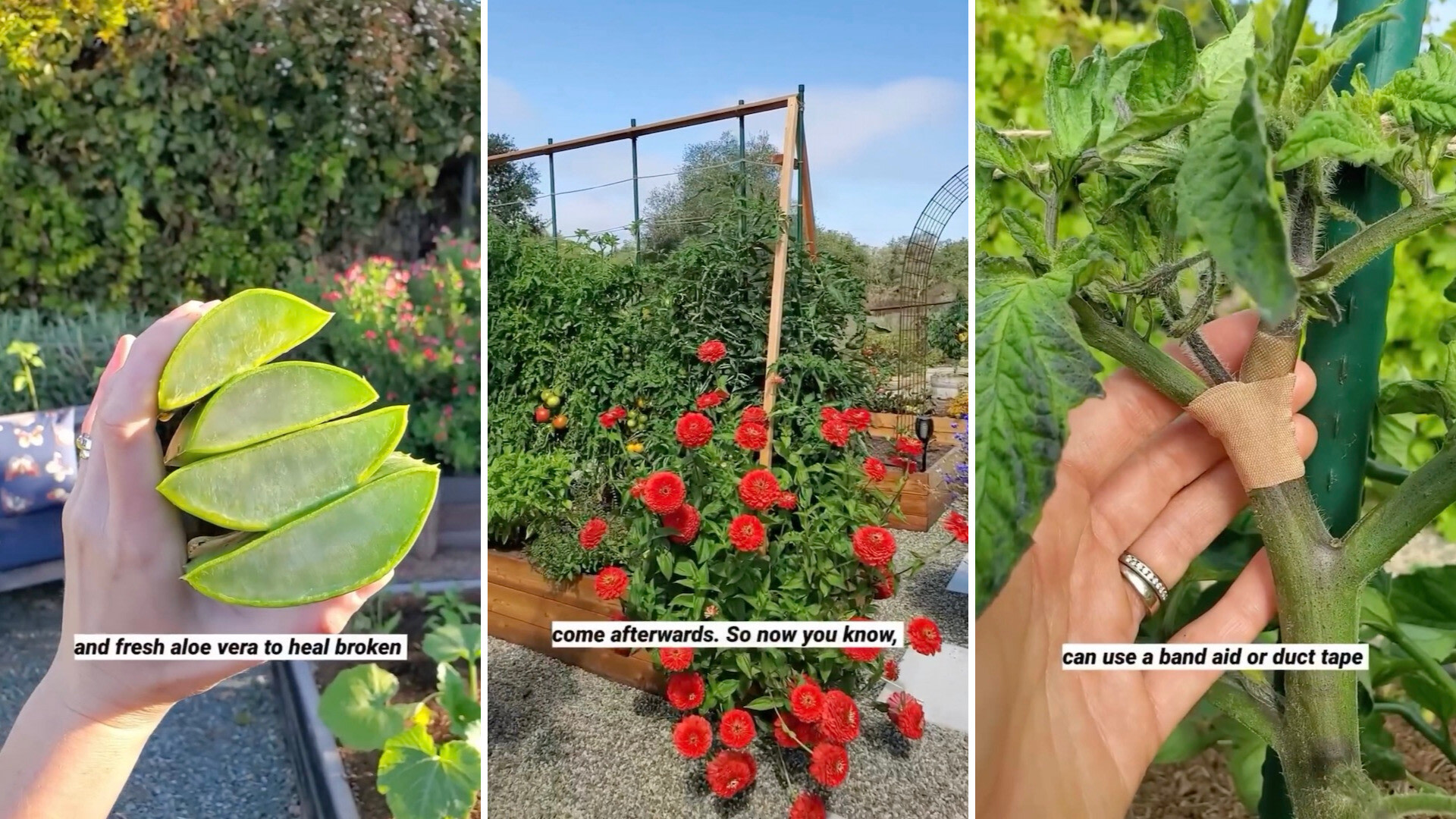 Gardener reveals amazing trick to easily heal broken plant stems ...