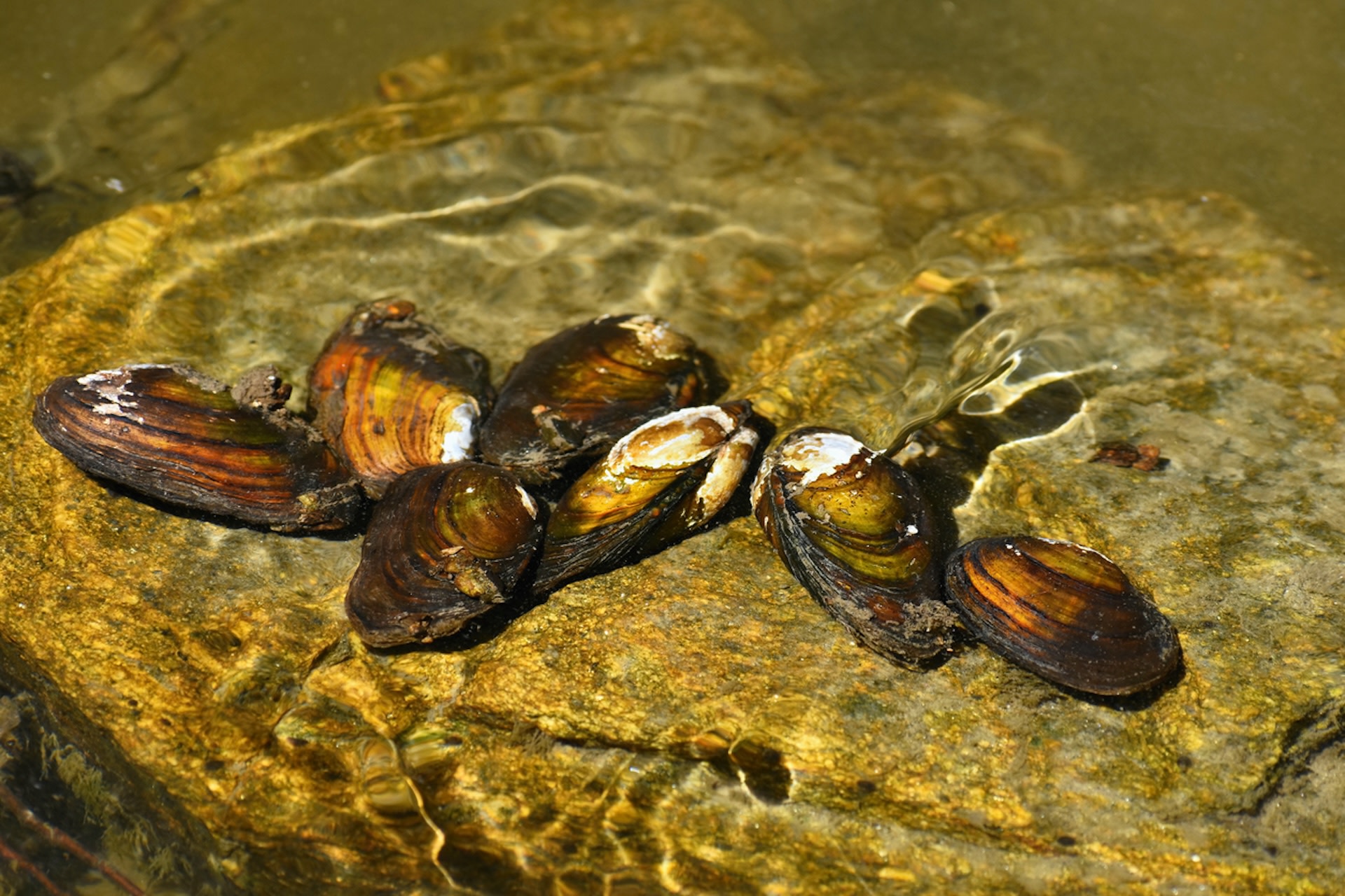 Researchers make concerning discovery in mussels found living near ...
