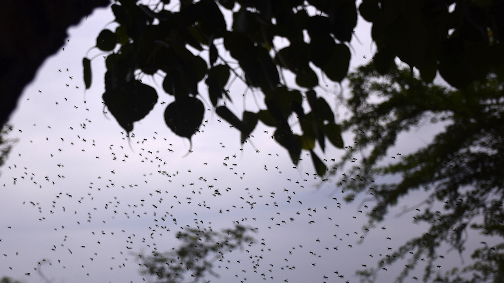 Student shares unbelievable swarm of invasive insects spotted outside ...
