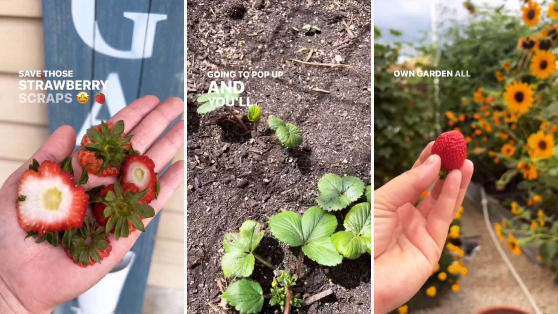 Mom shares 'easiest' gardening hack to turn kitchen scraps into ...