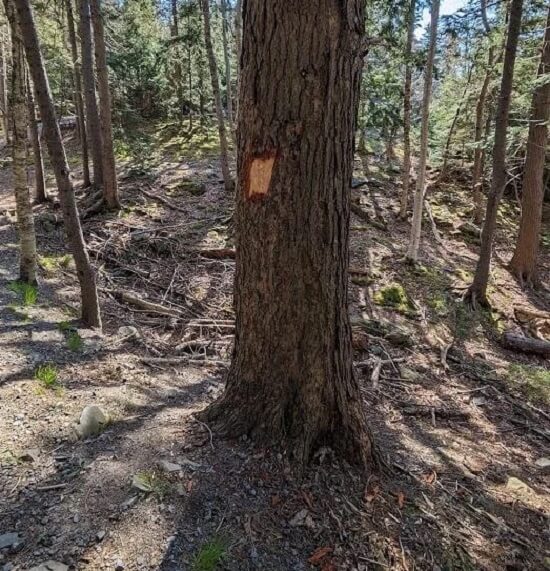 Residents outraged after family vandalizes one of the largest trees in ...