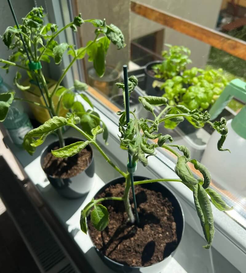 Gardener seeks advice to save wilting tomato plant: 'You will have to ...