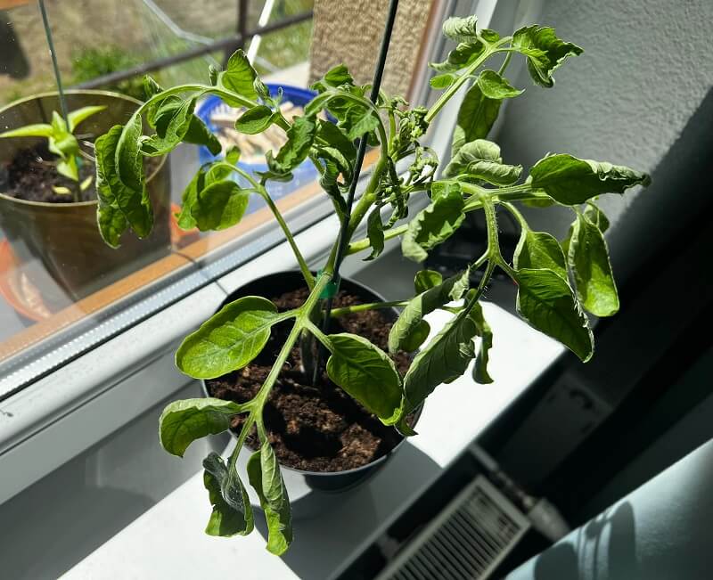 Gardener seeks advice to save wilting tomato plant: 'You will have to ...