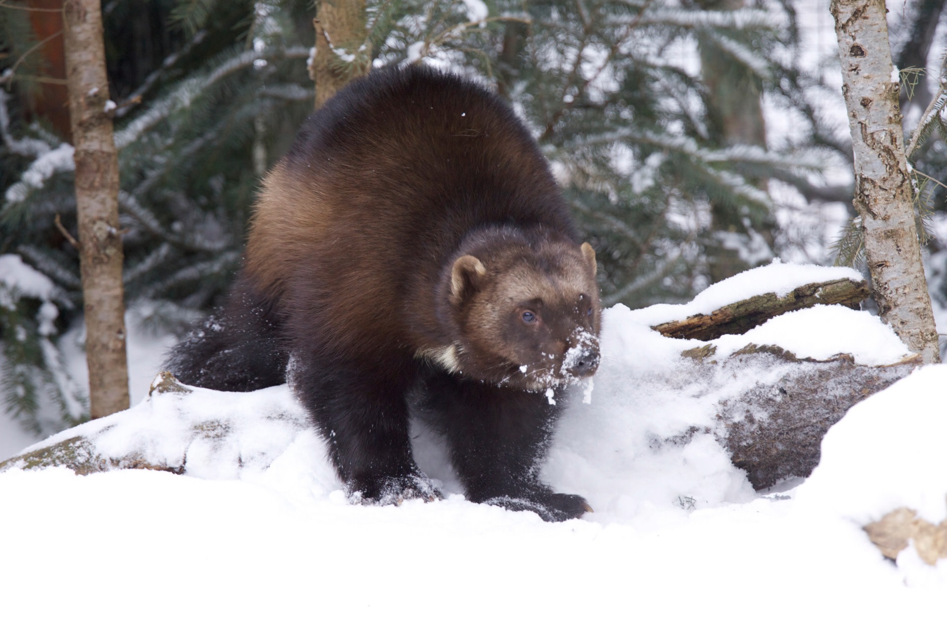 Officials shocked after recording 'unprecedented' number of wolverine ...