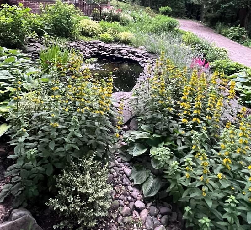 Homeowner shares stunning photos after transforming yard into woodland ...