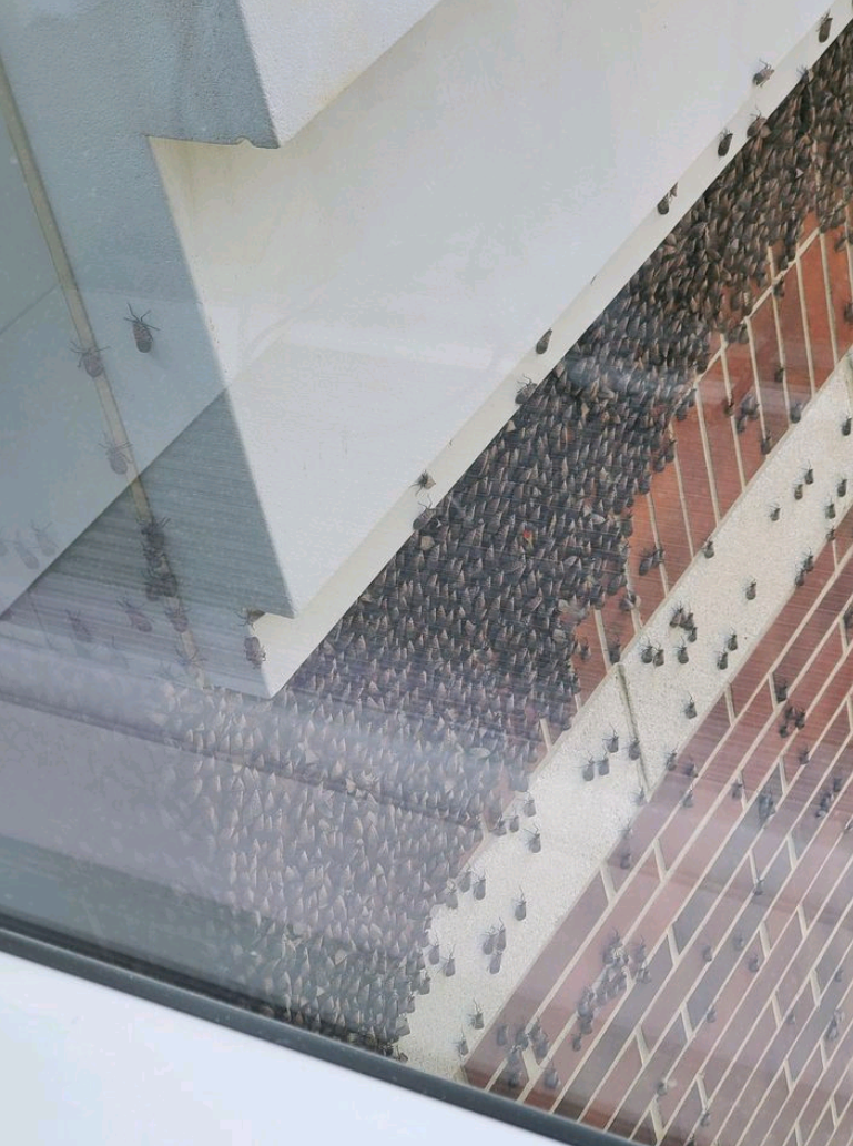 Student shares unbelievable swarm of invasive insects spotted outside ...