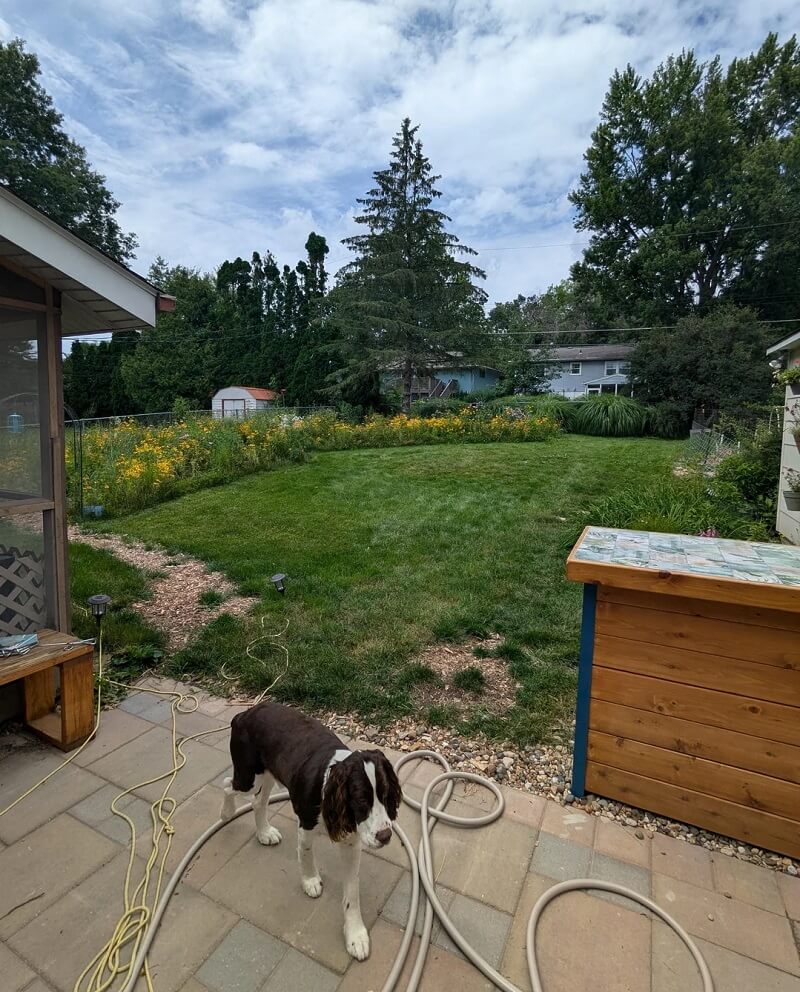 Gardener shows off second-year results of 'amazing' prairie lawn ...