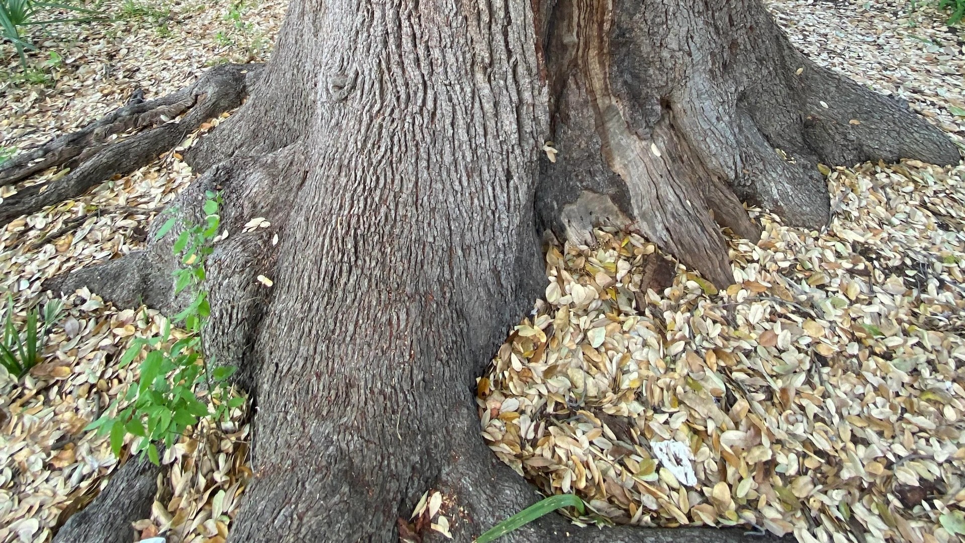 Local resident discovers disturbing damage to historic urban tree ...