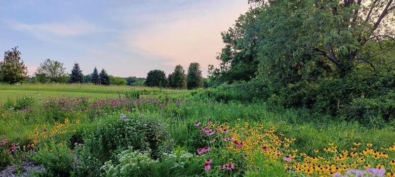 Proud homeowner shares 'very impressive' wildflower meadow ...