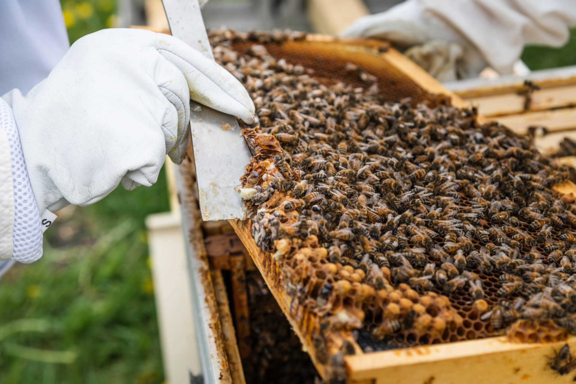 Local beekeeper pioneers ingenious conservation model to revive ravaged ...