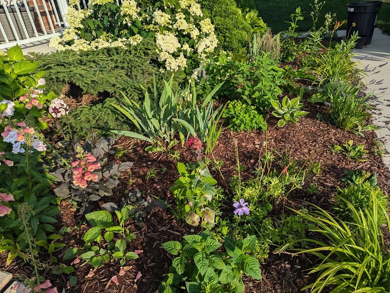 Gardener wows the internet with 'impressive' before-and-after images of ...
