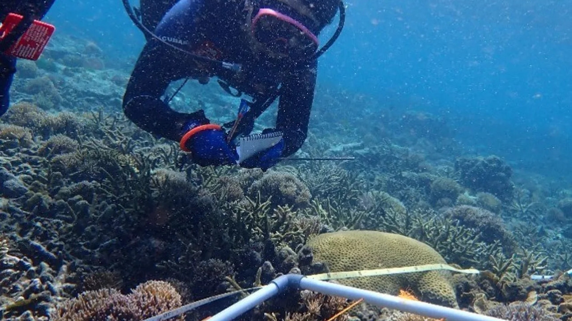 Reef restoration program backed by major corporation sees rapid success ...