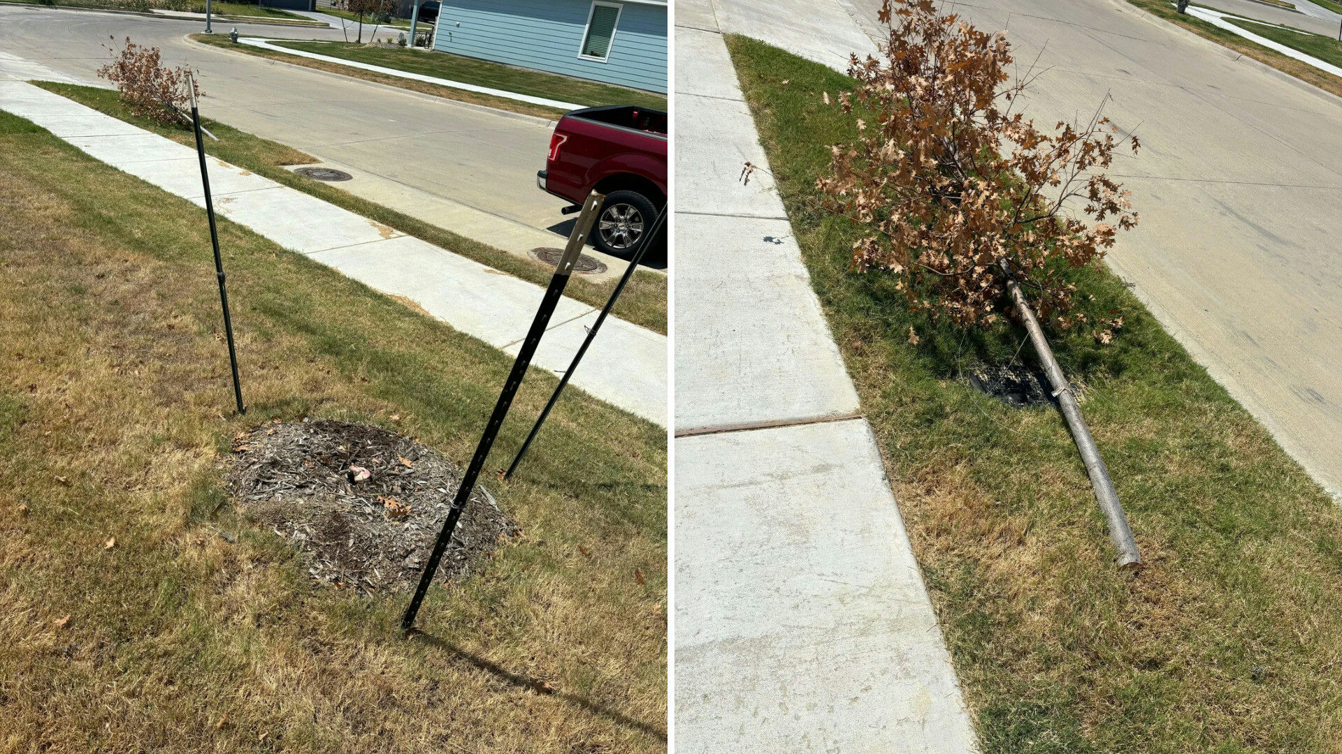 Homeowner baffled after HOA suddenly bulldozes tree without permission ...