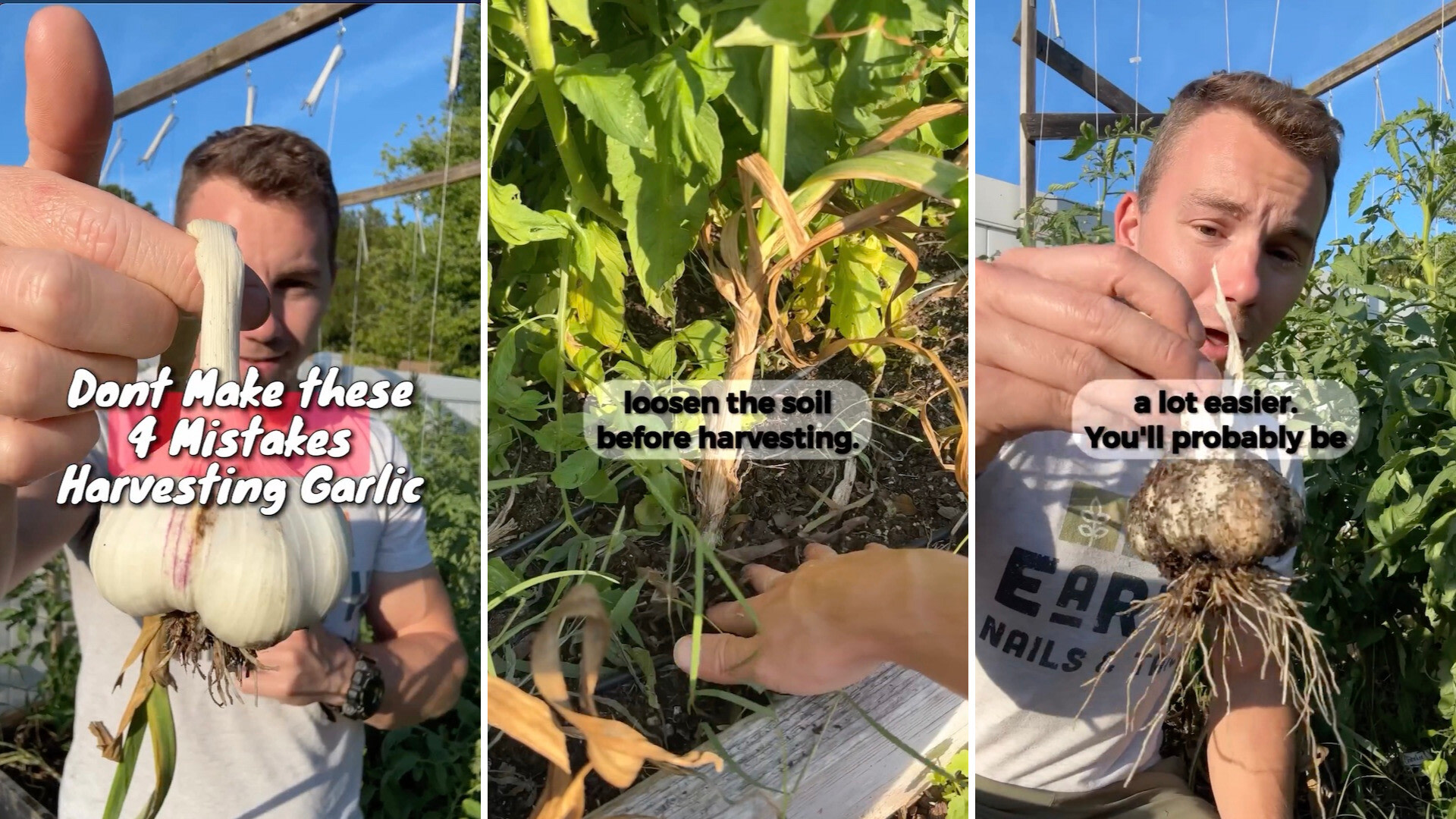 Gardening coach shares simple tips to harvest your garlic for a longer ...