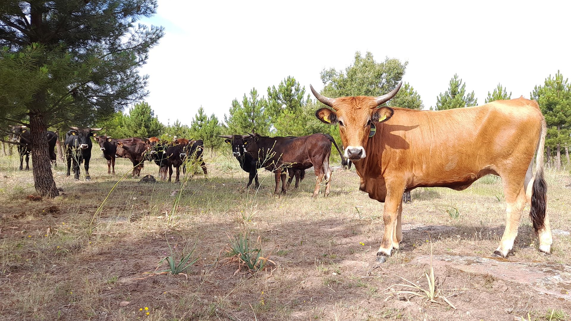 Officials astounded after prehistoric cattle species returns following ...