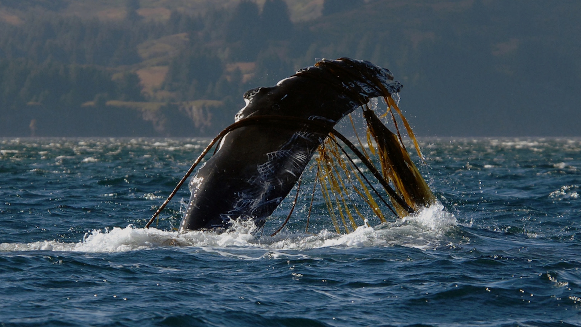 Experts scramble to save humpback whale entangled in web of ocean ...