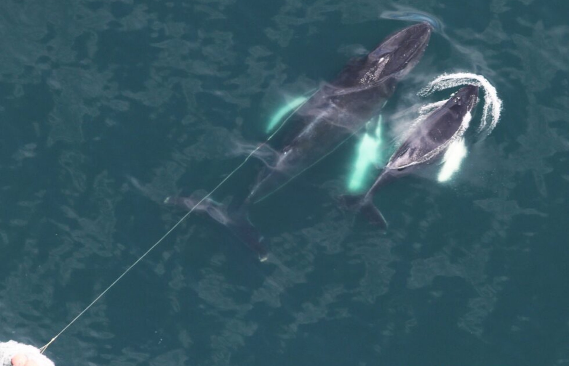 Response team makes incredible save after spotting humpback whale ...