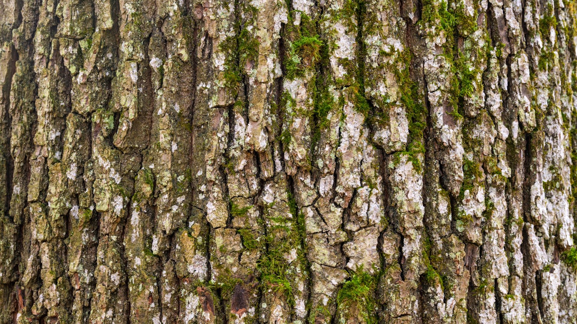 Scientists discover 'remarkable' ability of trees hidden within their ...