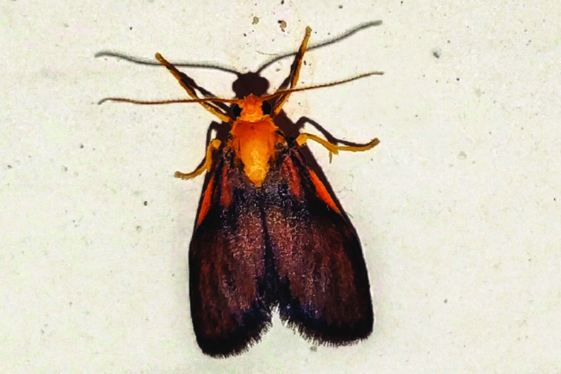 Researchers stunned after rediscovering moth species last seen over 130 ...