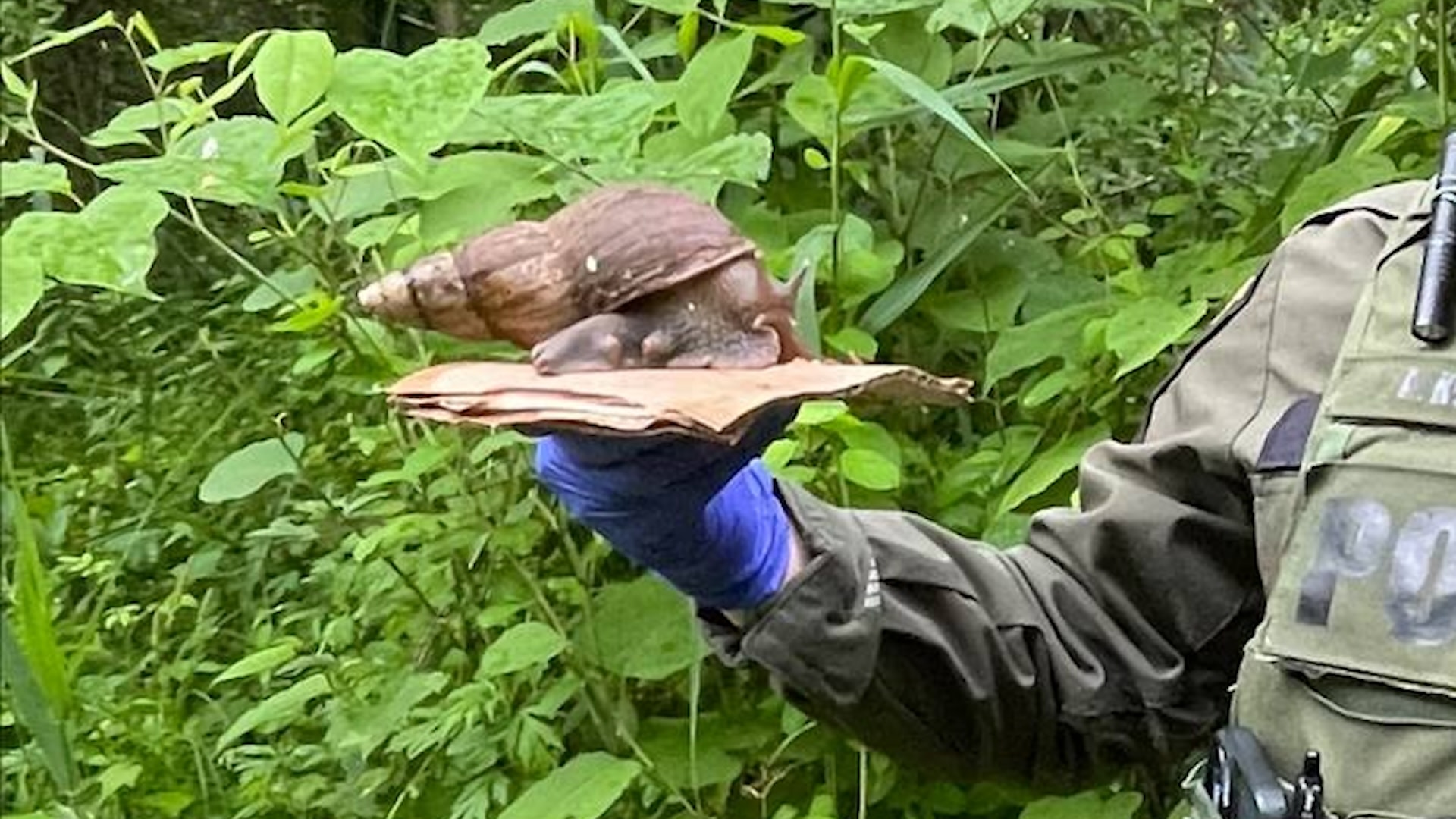 Officials speak out after major US city confirms sighting of giant ...