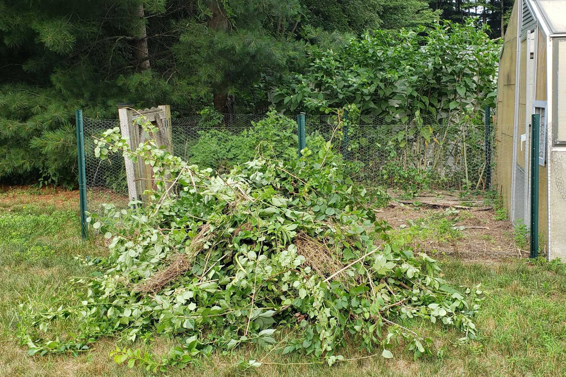 Gardener shares before-and-after photos after beginning labor-intensive ...