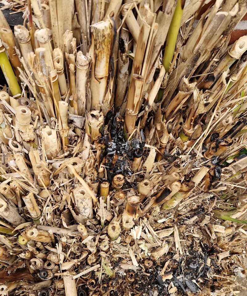 Homeowner seeks advice on eradicating seemingly invincible plant ...