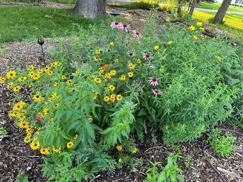 Gardener shares 'beautiful' images of unique rain-absorbing yard ...