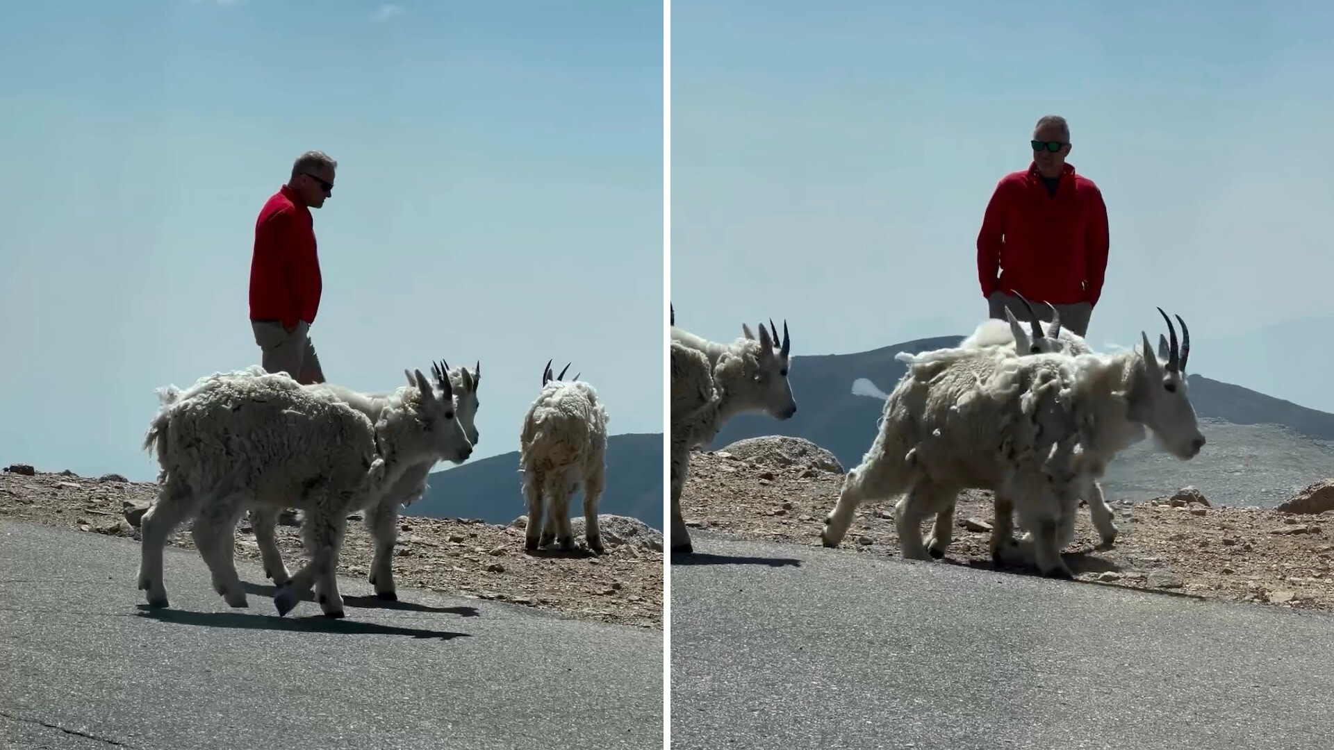 Bystander catches frustrating video of tourist harassing wildlife ...
