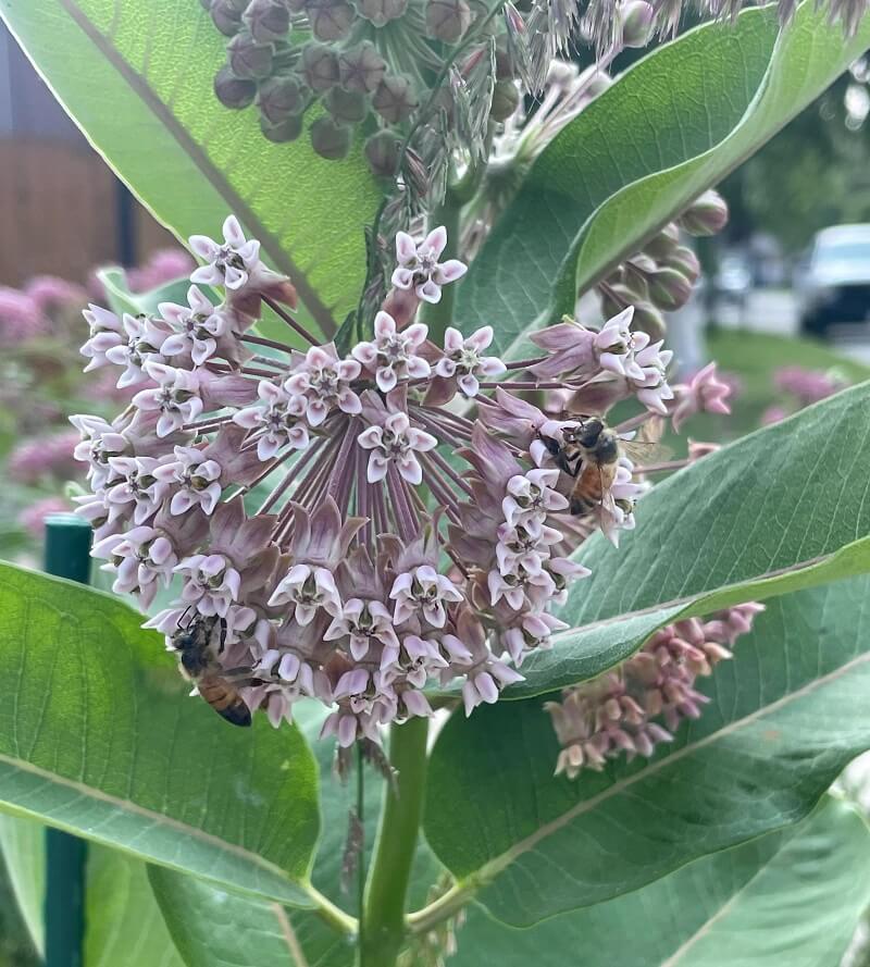 Homeowner shares beautiful photos after transforming 'hell strip' into ...