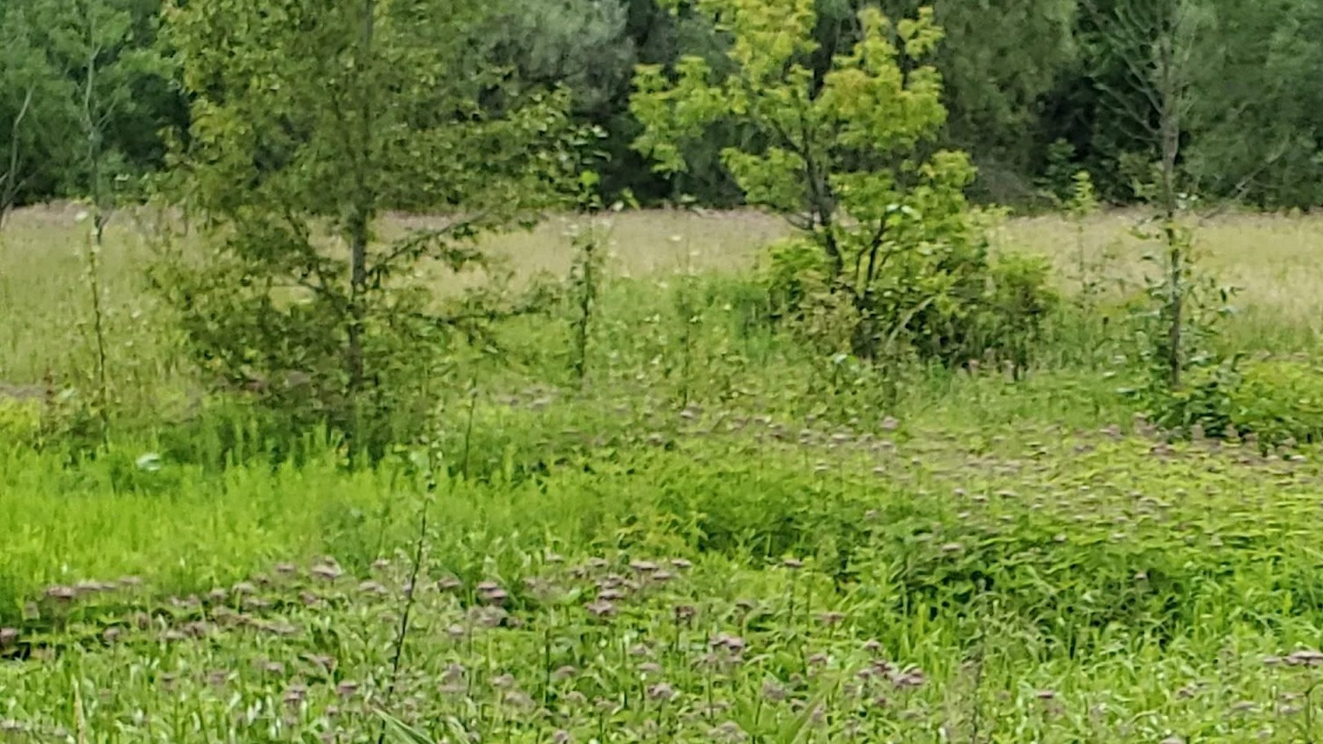 Gardener shares gorgeous photos of mid-summer update in luscious native ...