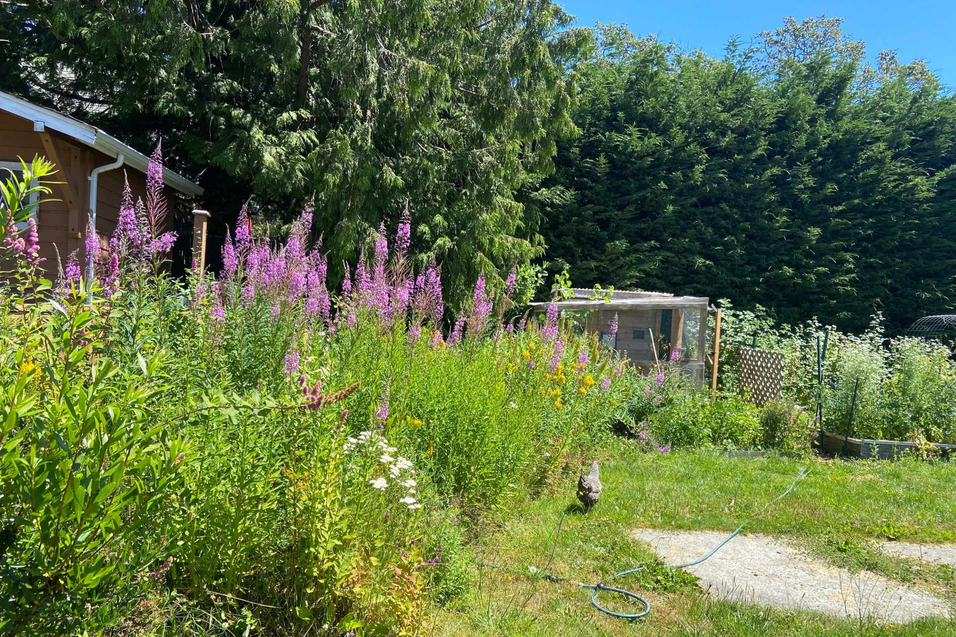 Homeowner sparks envy after sharing photos of native plant project in ...