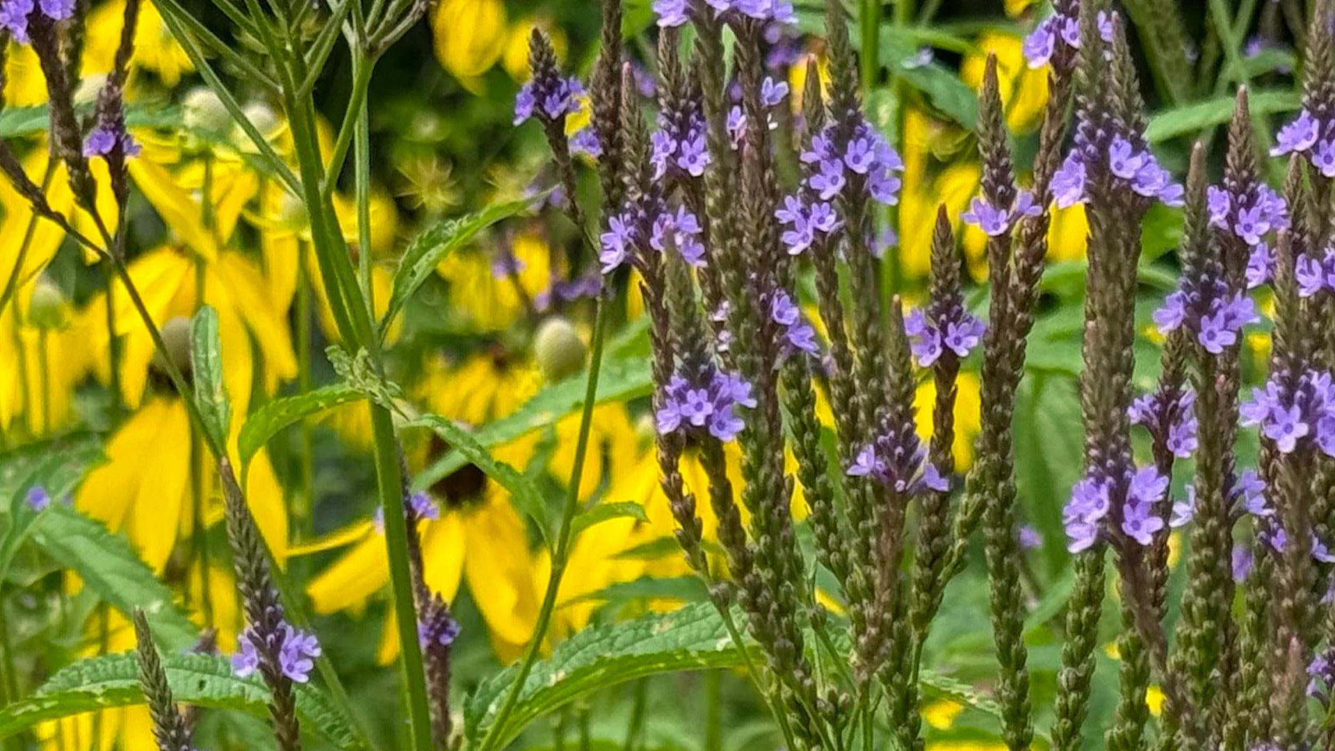 Gardener shares breathtaking images of lawn rewilding project: 'This is ...