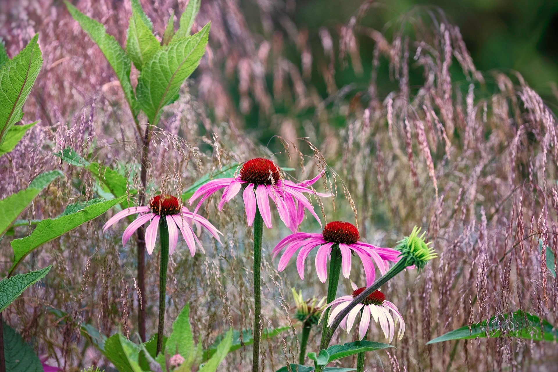 Proud homeowner shares 'very impressive' wildflower meadow ...
