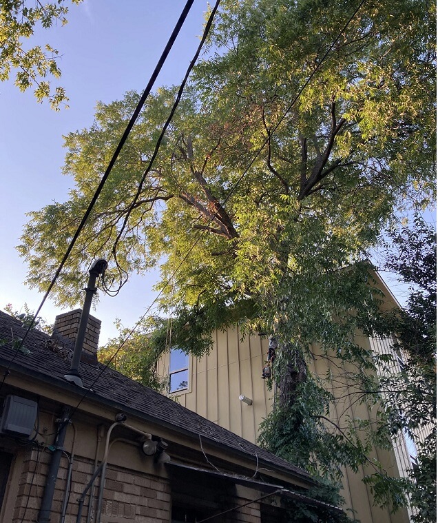 Homeowner distraught after new development cuts up beloved tree over ...